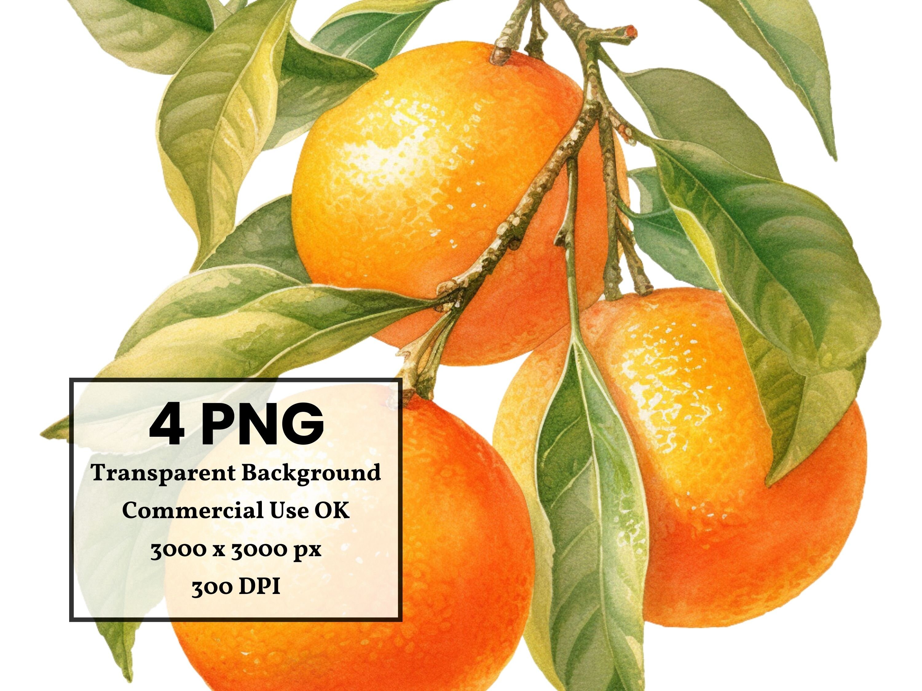 Orange Clipart Bundle Commercial Use Watercolor Oranges - Etsy