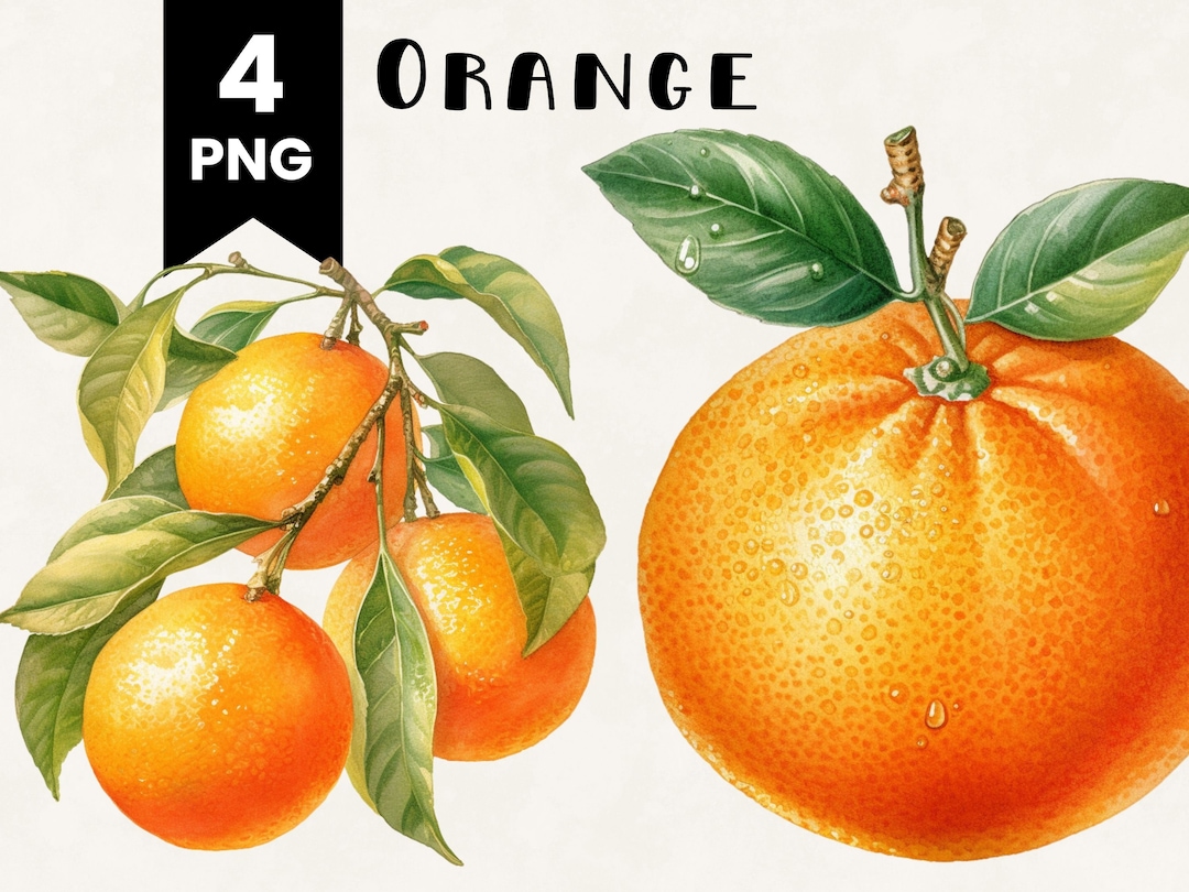 Orange Clipart Bundle Commercial Use Watercolor Oranges Digital Design ...