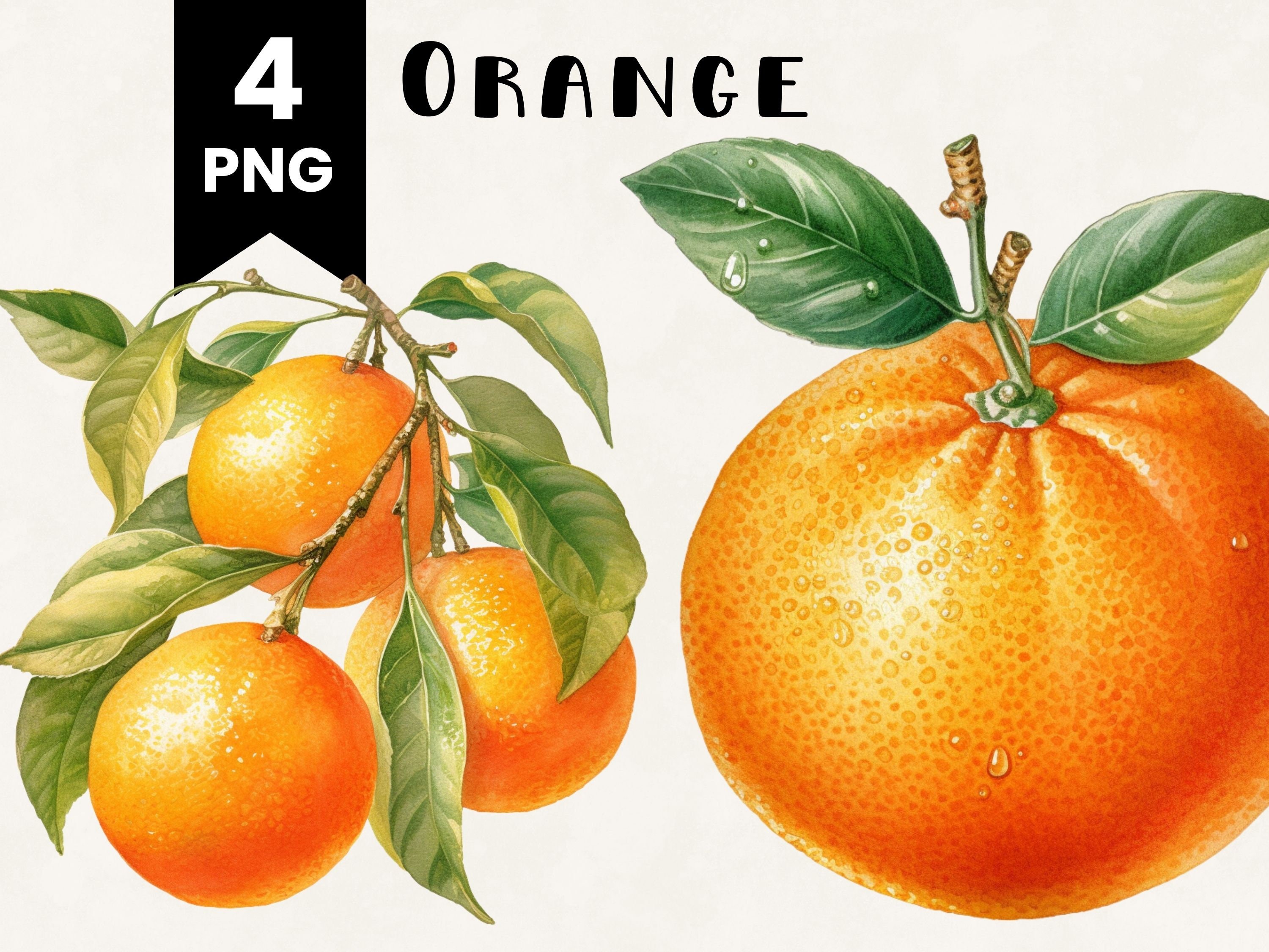 Orange Clipart Bundle Commercial Use Watercolor Oranges Digital Design ...