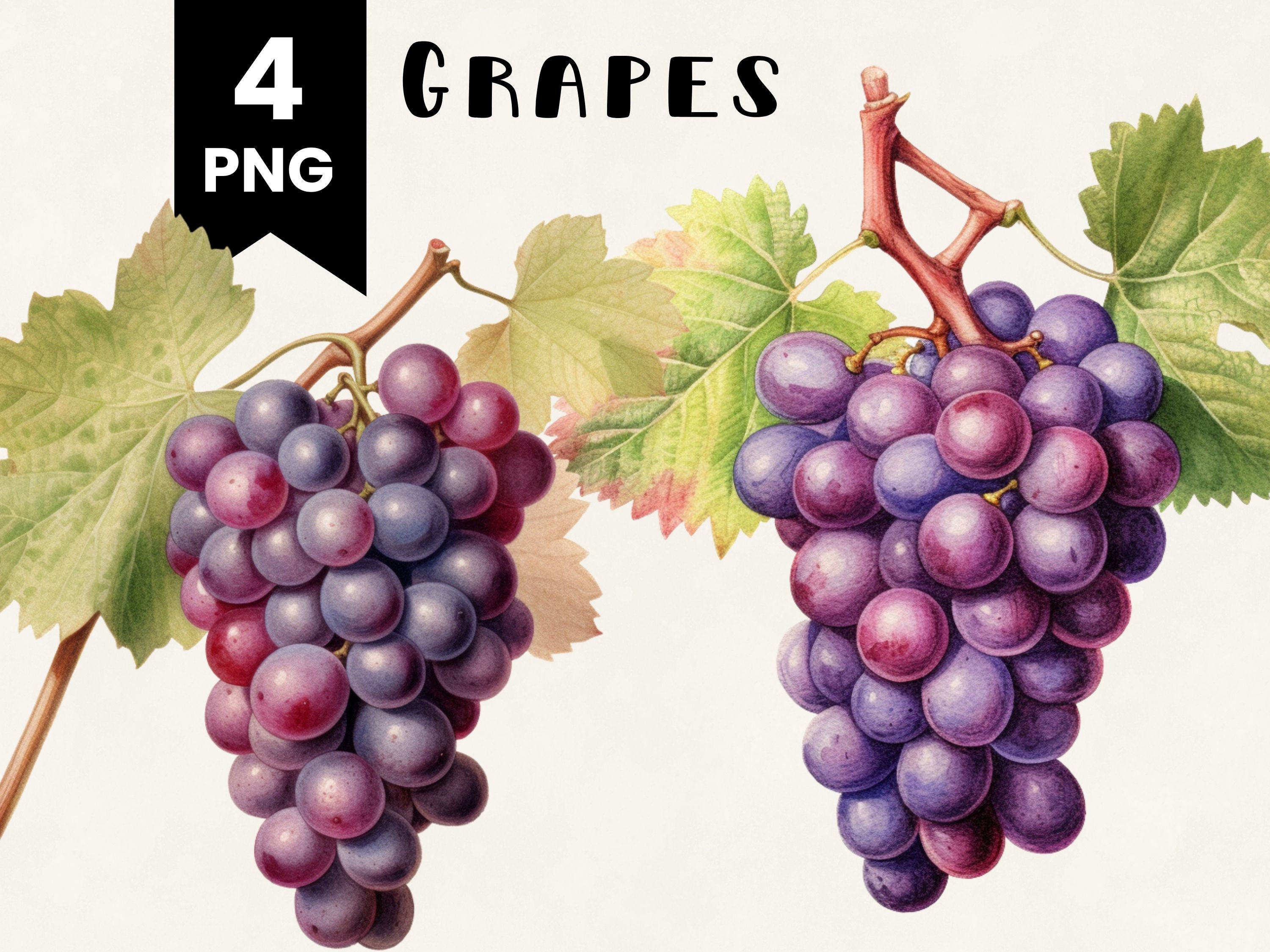 Grapes Clipart Bundle Commercial Use Watercolor Grape Fruit Digital ...