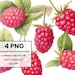 Raspberries Clipart Bundle Commercial Use Watercolor Raspberry Fruit ...
