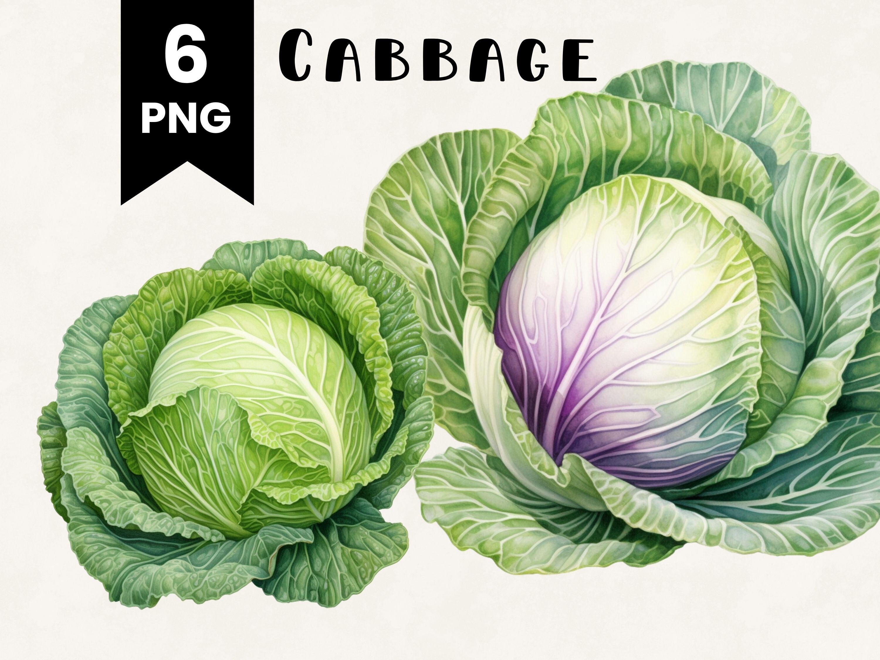 Cabbage Food Clipart Watercolor Illustration Farm Clipart - Etsy
