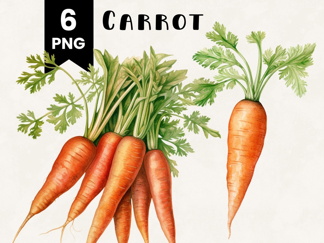 Watercolor Carrot Clipart: Farm Food Illustration PNG Bundle (digital ...