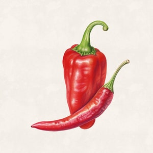 Chili Pepper Clipart Watercolor Illustration Food Clipart Commercial ...