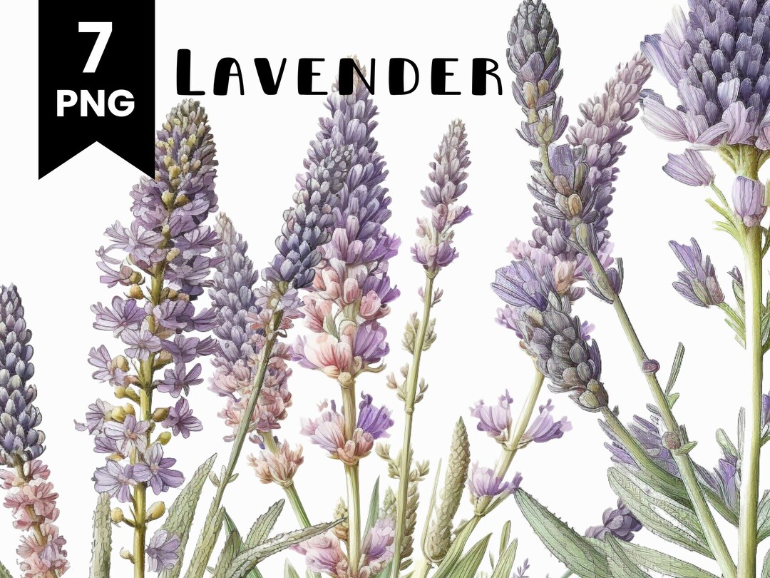 Lavender Flower Watercolor Clipart Bundle Floral Wedding Invitation ...
