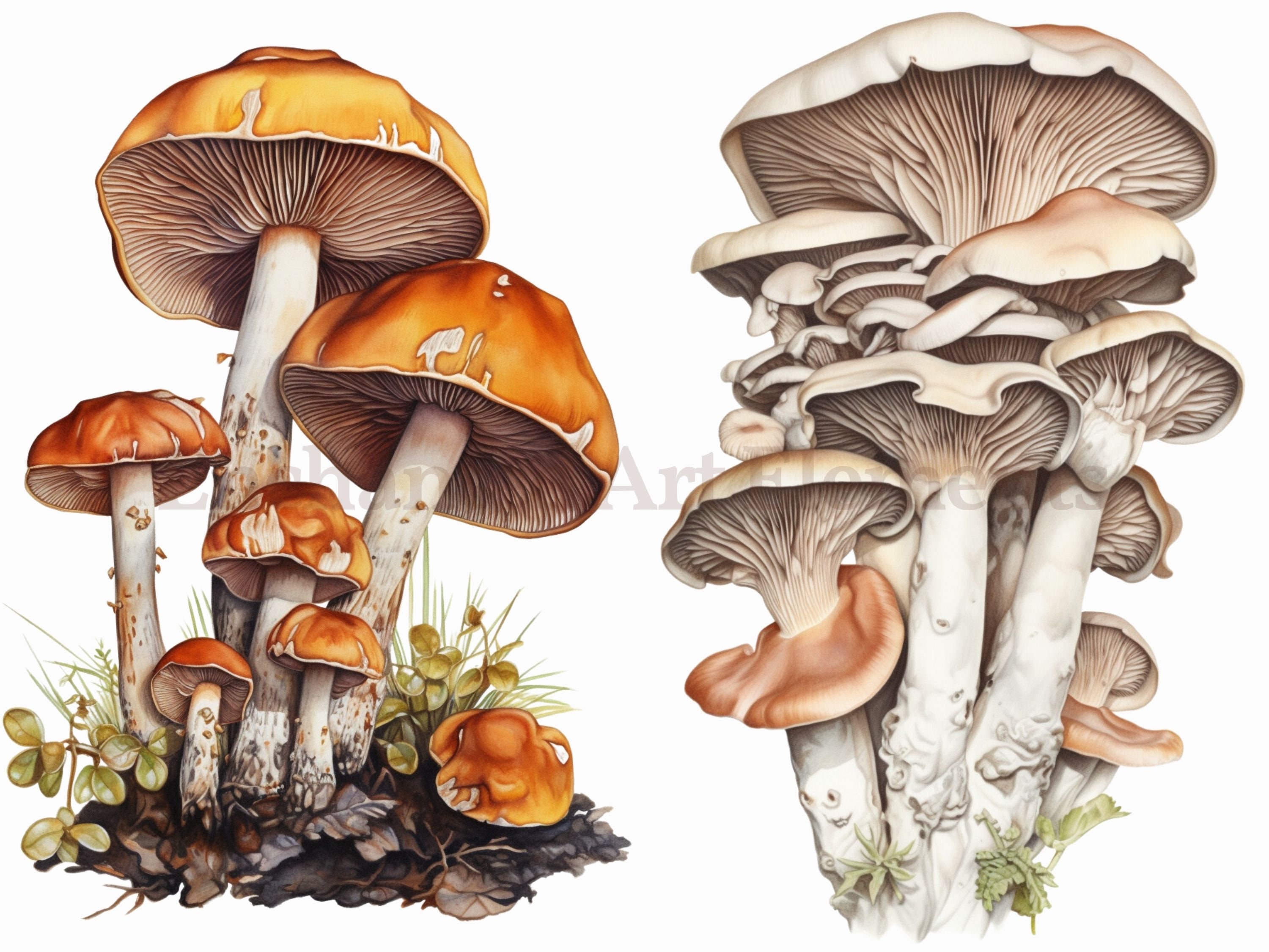 15 Woodland Mushroom Watercolor Clipart Variety Bundle - Etsy