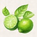Lime Clipart Bundle Commercial Use Watercolor Limes Fruit Digital ...