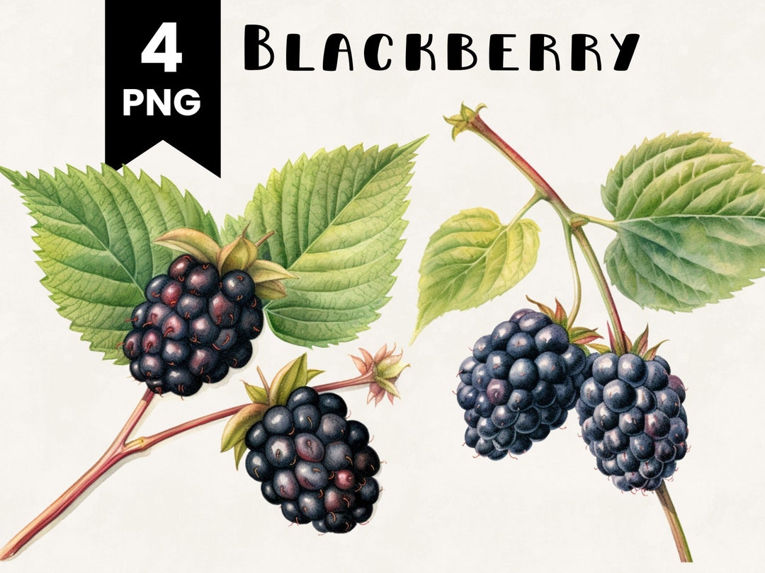 Blackberry Clipart Bundle Commercial Use Watercolor Blackberries Fruit ...