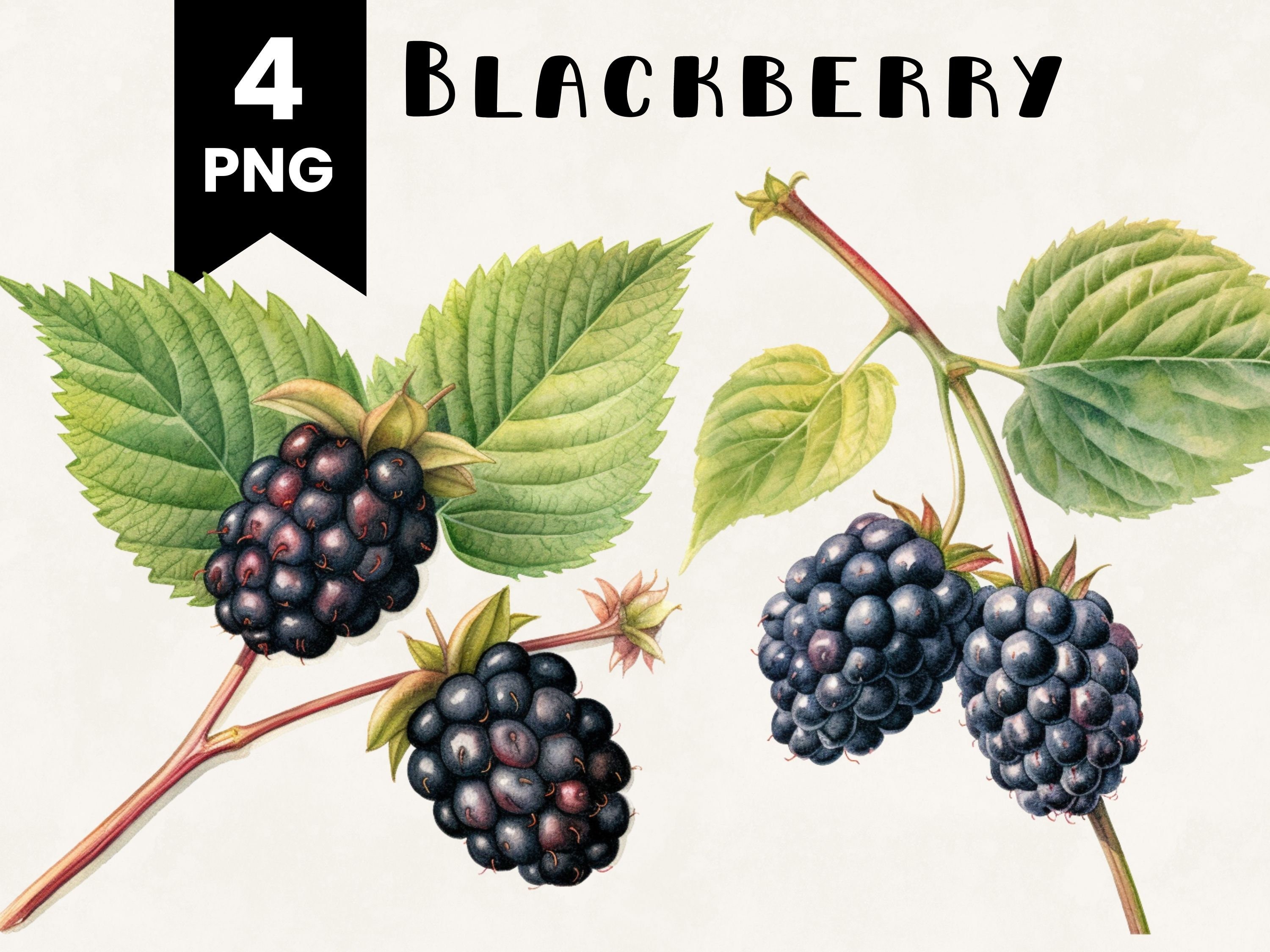 Blackberry Clipart Bundle Commercial Use Watercolor Blackberries Fruit ...
