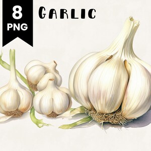 Garlic Food Clipart Watercolor Illustration Veggie PNG Commercial Use ...