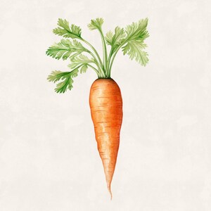 Carrot Food Clipart Watercolor Illustration PNG Files Commercial Use ...