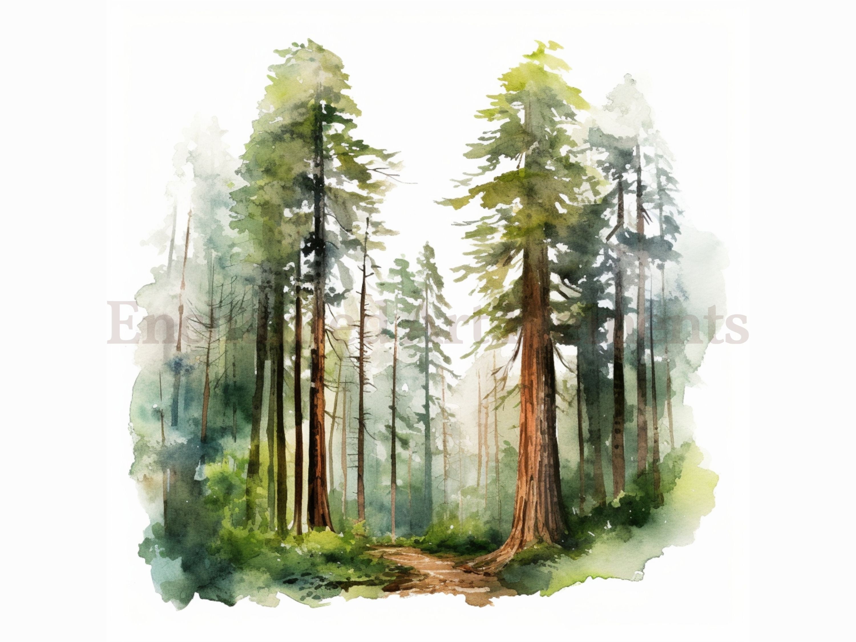 Redwood Forest Watercolor Clipart: Landscape Digital Bundle (commercial ...