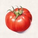 Tomato Clipart Bundle Commercial Use Watercolor Tomato Food Digital ...