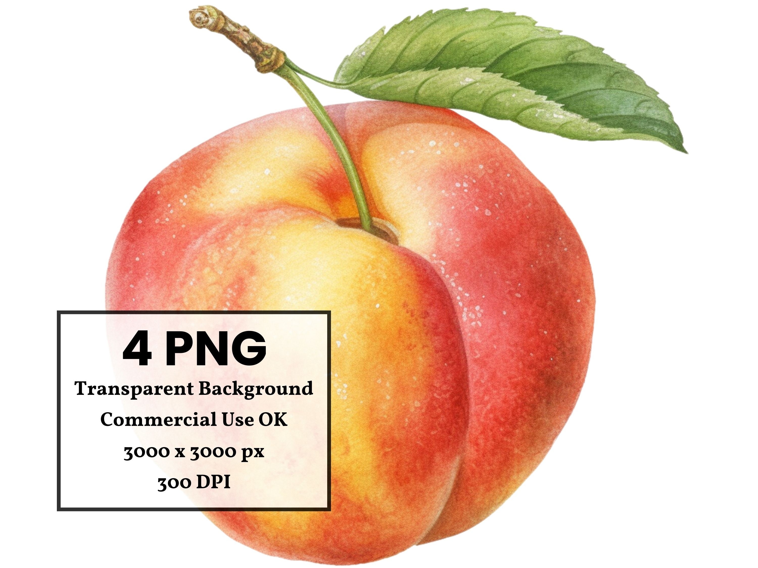 Peach Clipart Bundle Commercial Use Watercolor Peaches Digital - Etsy