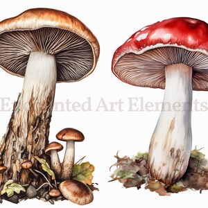15 Woodland Mushroom Watercolor Clipart Variety Bundle, Commercial Use ...