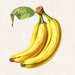 Bananas Clipart Bundle Commercial Use Watercolor Banana Fruit Digital ...