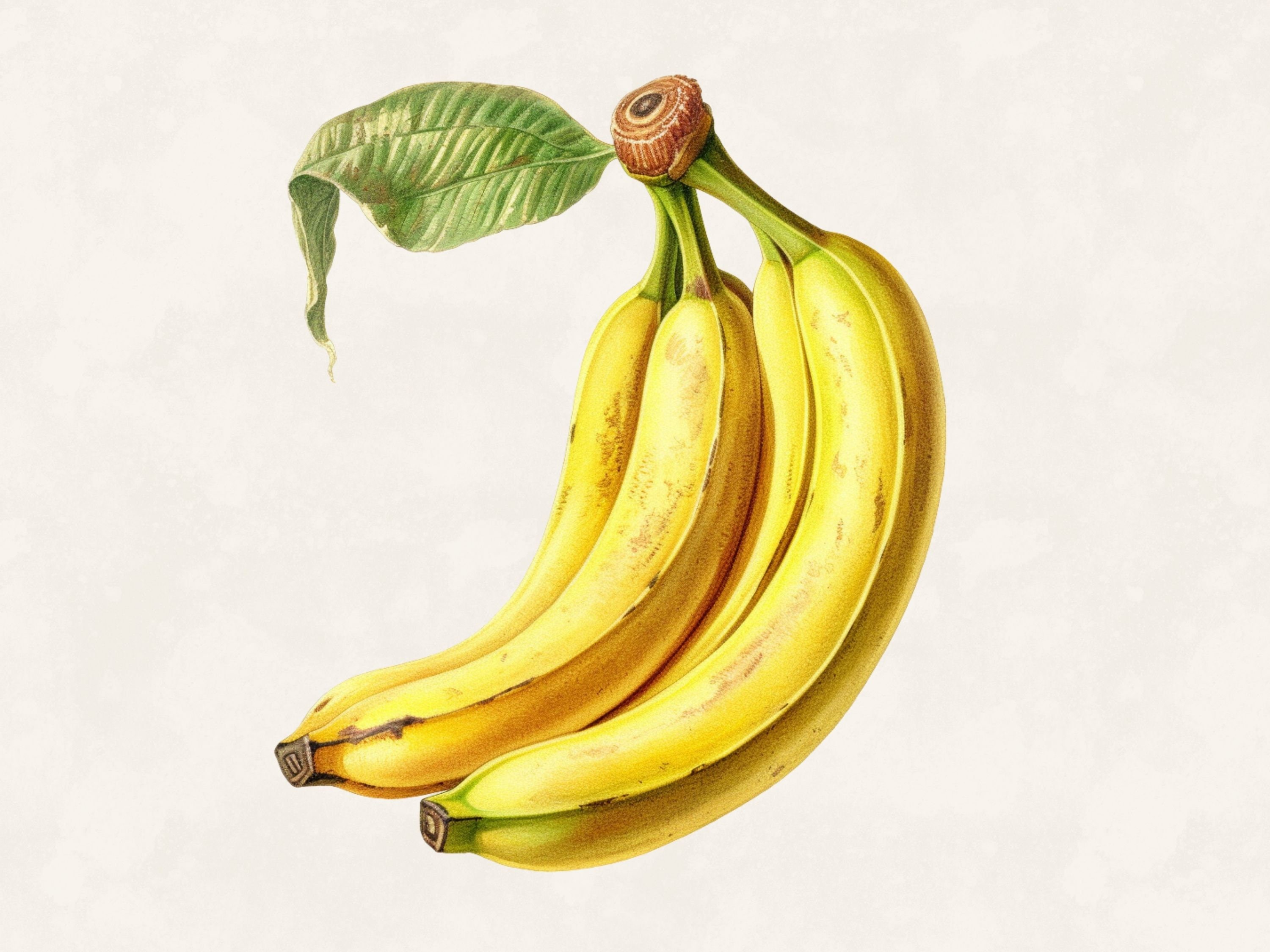 Bananas Clipart Bundle Commercial Use Watercolor Banana Fruit Digital ...