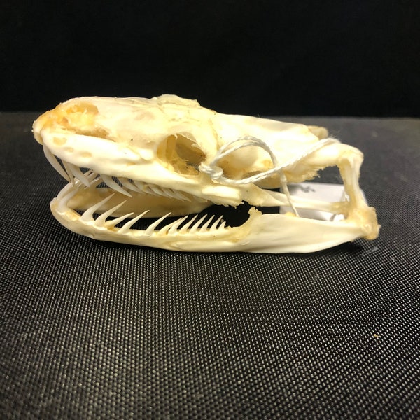 Reticulated Python Skeleton - Etsy