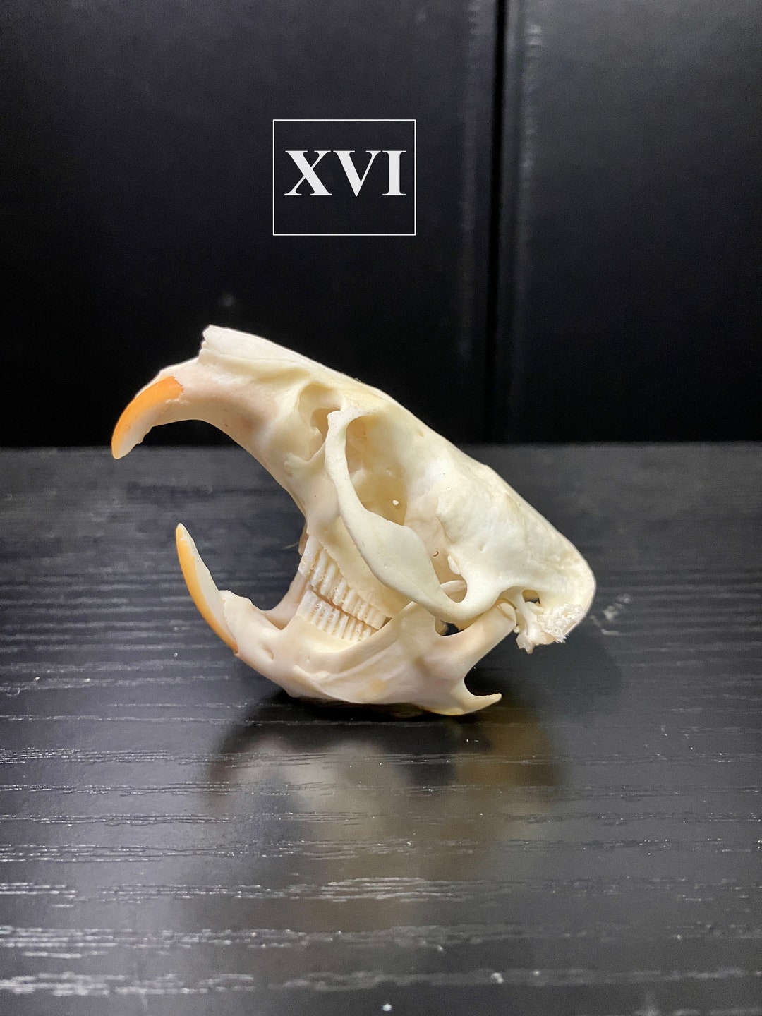 Real Muskrat Skull - Etsy