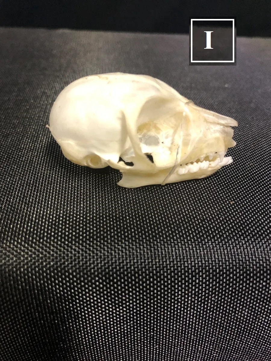 Real Southern Needle-clawed Bushbaby Galago Prosimian Skull - Etsy