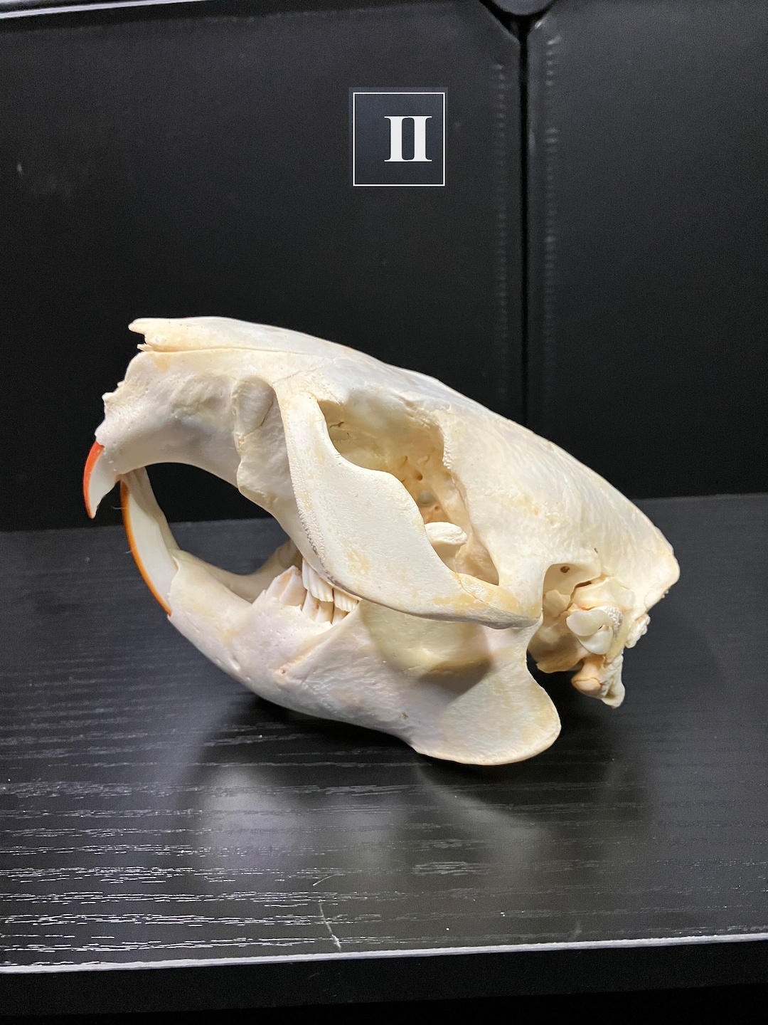 Real North American Beaver Rodent Skull Large - Etsy