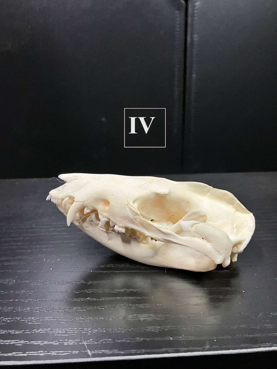 Real Virginia Opossum Possum Skull - Etsy