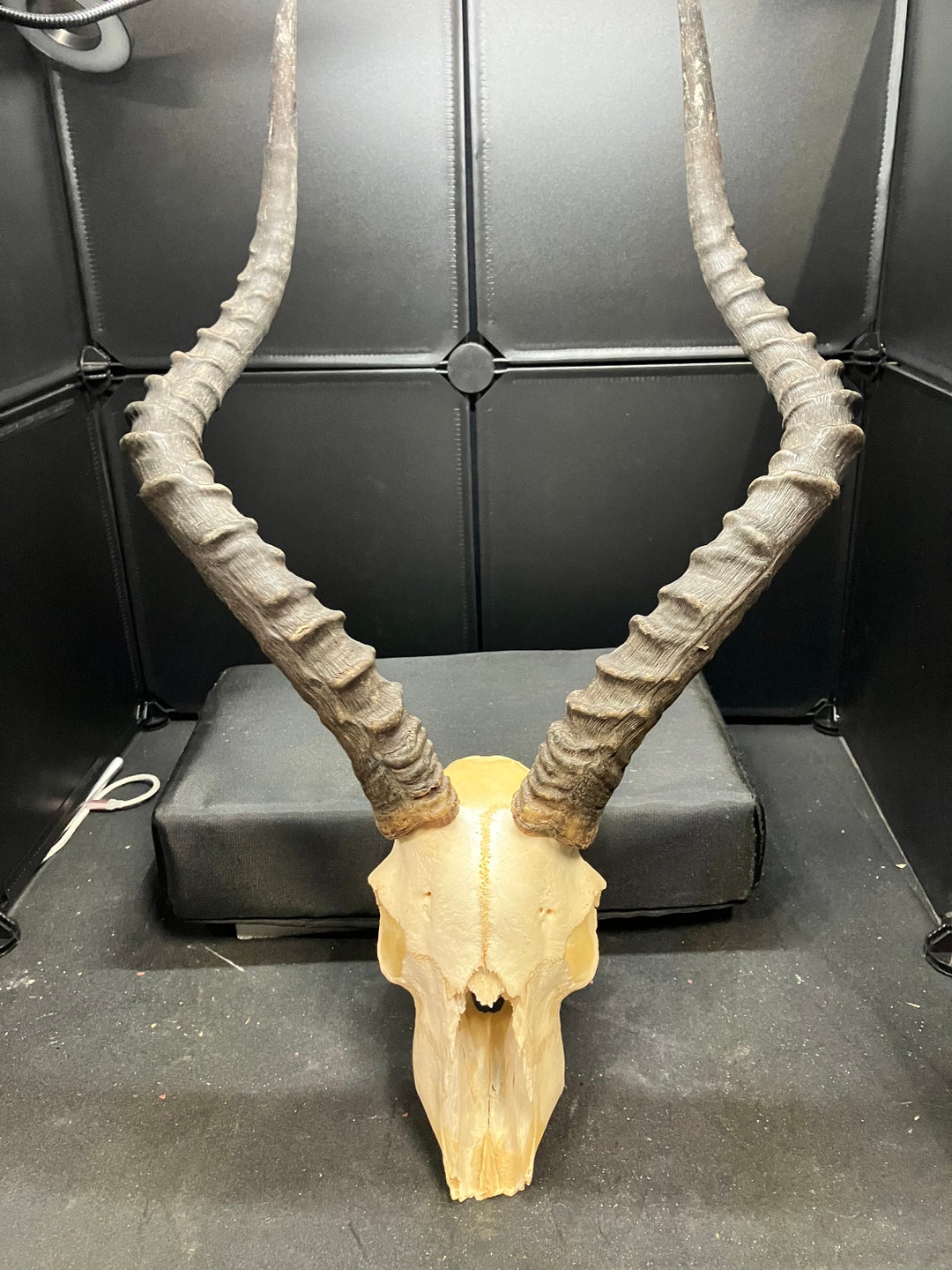 Real African Impala Skull With Horns - Etsy