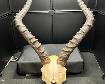 Taxidermy Large Impala Horns and Upper Skull With Teeth. Mounted on ...