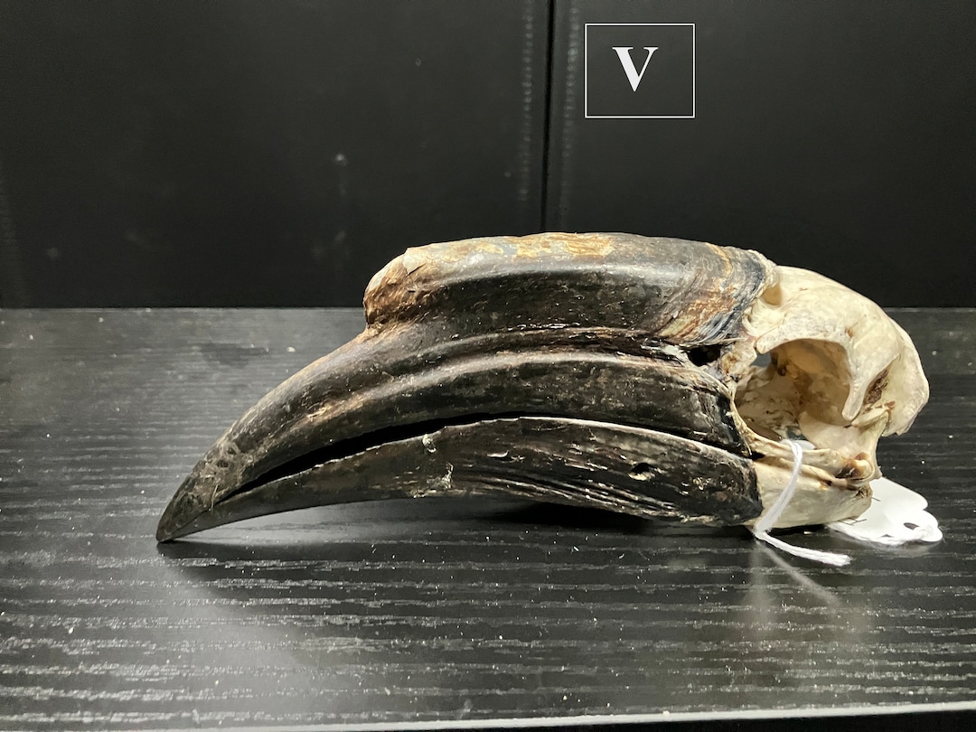Real Female Black-casqued Hornbill Bird Skull - Etsy