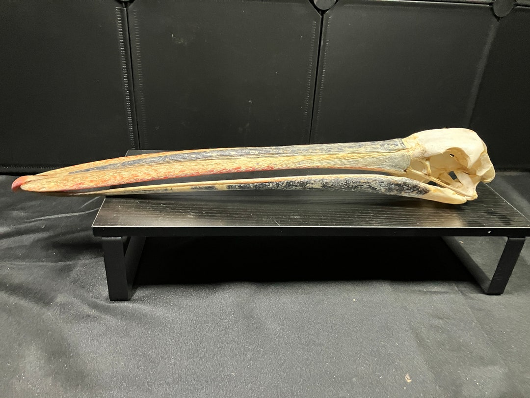 Real Great White Pelican Bird Skull - Etsy