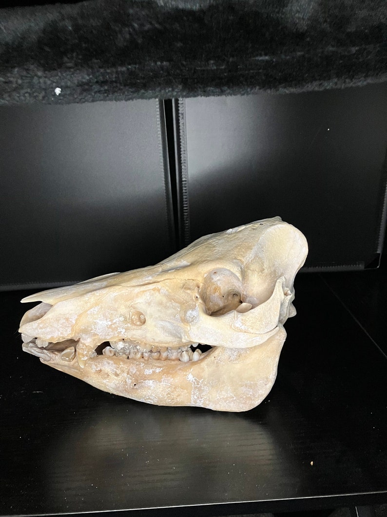 Real Domestic Pig Swine Hog Skull - Etsy