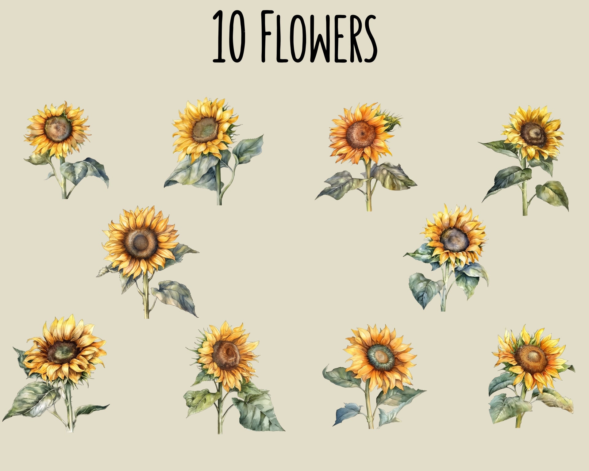 50 Sunflowers Clipart Bundle Watercolor Sunflower Transparent PNG Fall ...