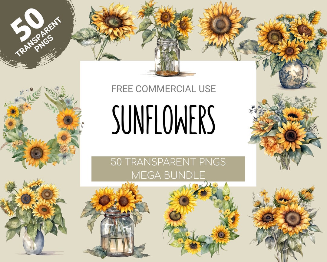 50 Sunflowers Clipart Bundle Watercolor Sunflower Transparent PNG Fall ...