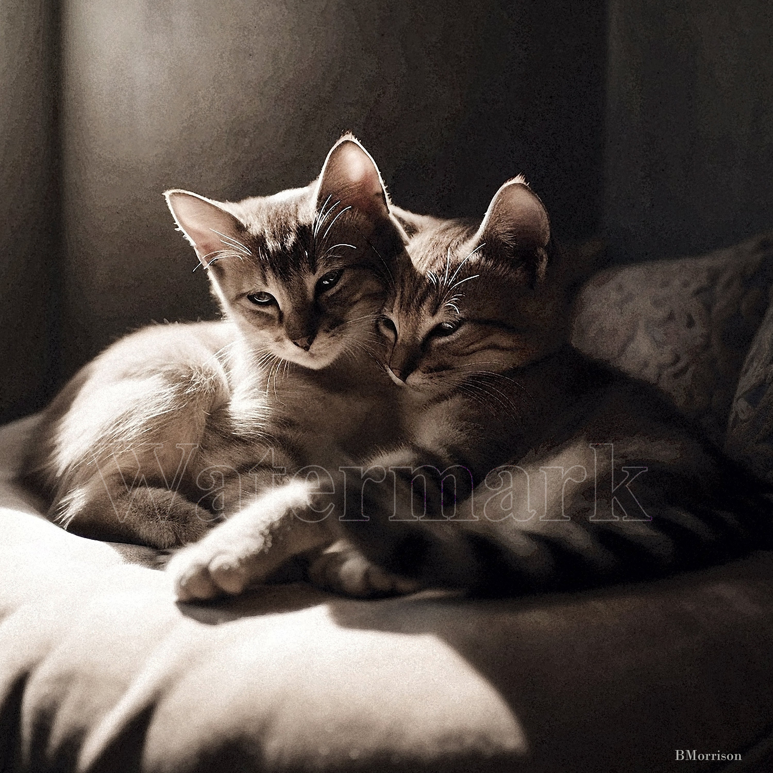 Cat Print 5 X 5-inch Art Card (flat) or a 10 X 10-inch-high Gloss ...