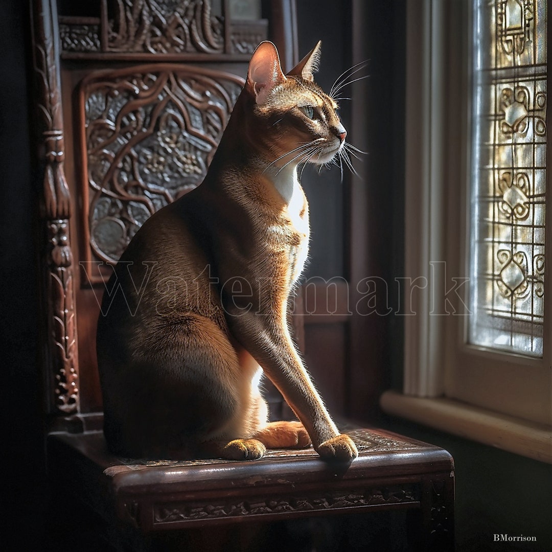 Cat Print 5 X 7-inch Art Card flat or a 10 X 14-inch-high Gloss Poster ...