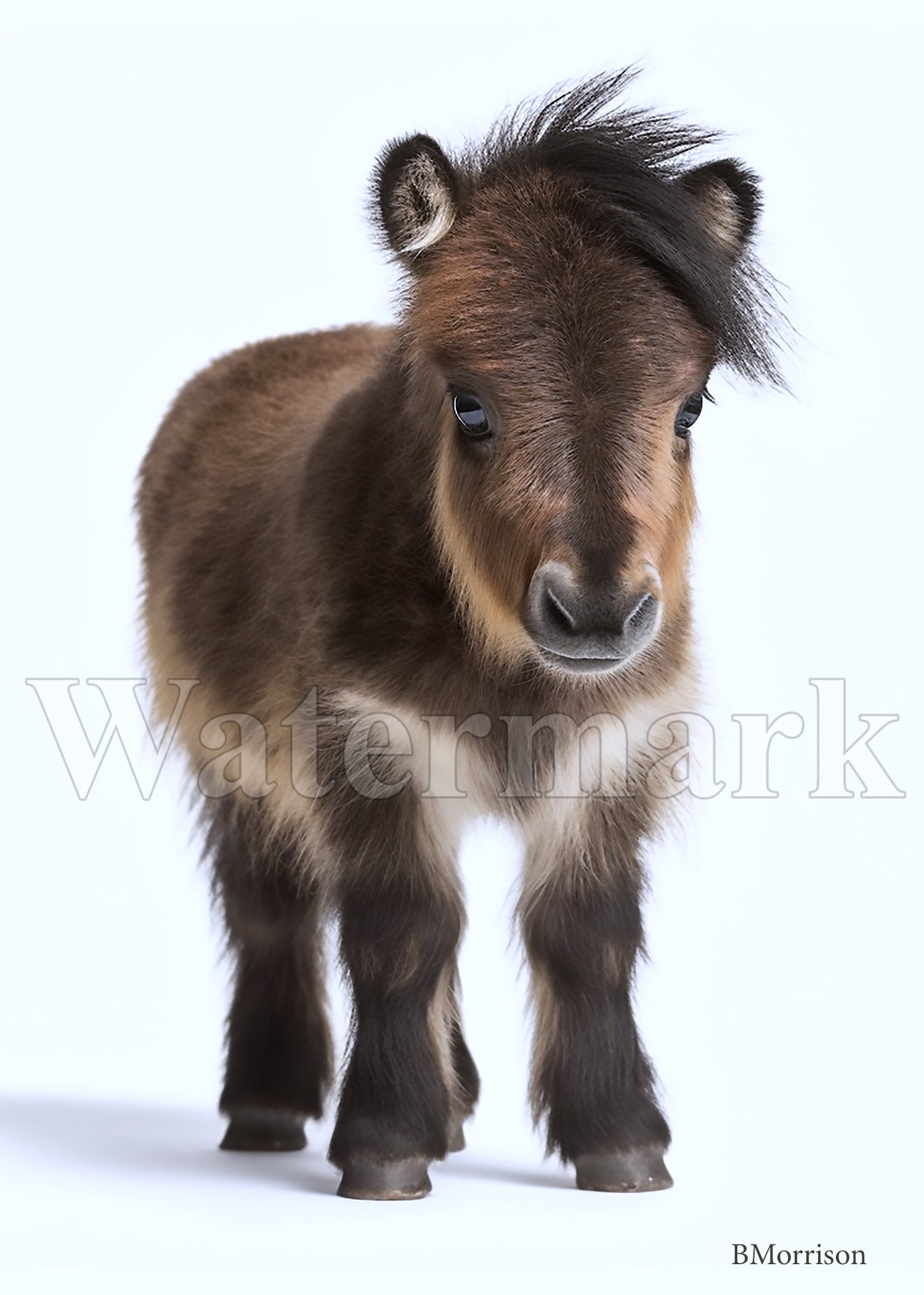 Miniature Horse Print 5 X 7-inch Art Card flat or a 10 X - Etsy