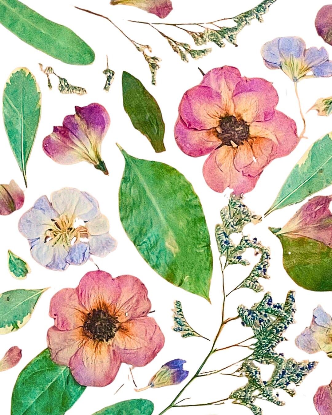 Real Flower Art - Pressed Roses (pink & Lavender) - Etsy