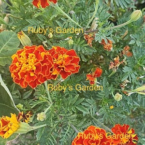 French Marigold - Bolero 100 Seeds - Etsy