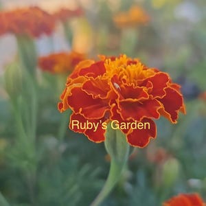 French Marigold - Bolero 100 Seeds - Etsy