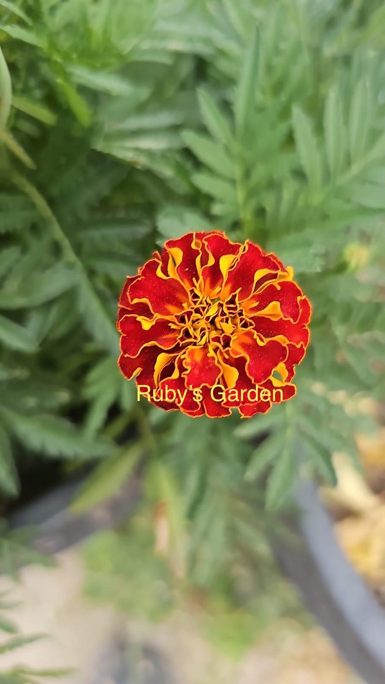 French Marigold - Bolero 100 Seeds - Etsy