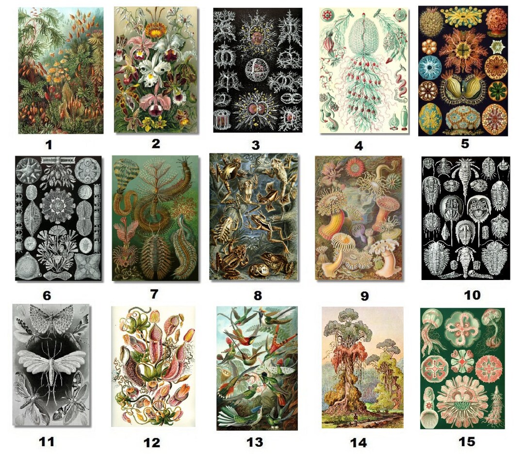 Custom Set of 3 Ernst Haeckel Wall Art, Create Your Own Style Vintage ...