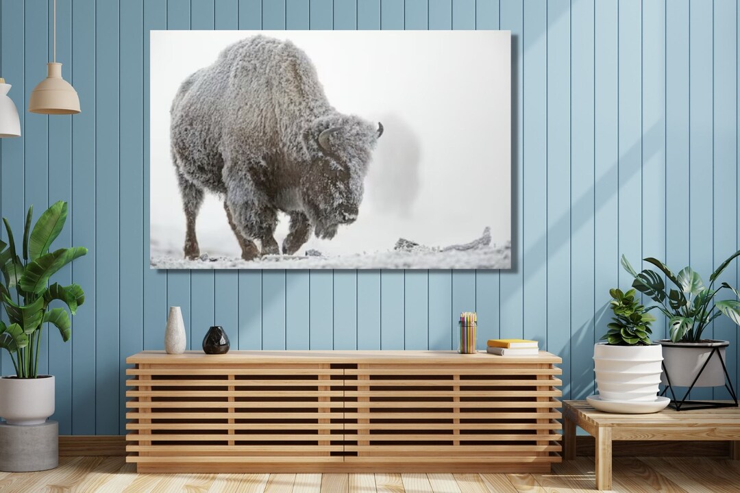 American Buffalo in Snow Original Pictures Art, Buffalo Wall Art ...