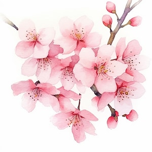 8 Japanese Sakura - Cherry Blossom Watercolor Clipart - 8 High Quality ...