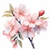 8 Japanese Sakura - Cherry Blossom Watercolor Clipart - 8 High Quality ...