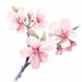 8 Japanese Sakura - Cherry Blossom Watercolor Clipart - 8 High Quality ...