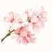 8 Japanese Sakura - Cherry Blossom Watercolor Clipart - 8 High Quality ...