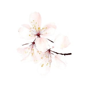 10 Japanese Sakura - Cherry Blossom Watercolor Clipart - 10 High ...