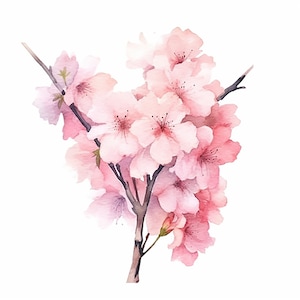 8 Japanese Sakura - Cherry Blossom Watercolor Clipart - 8 High Quality ...