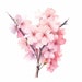 8 Japanese Sakura - Cherry Blossom Watercolor Clipart - 8 High Quality ...
