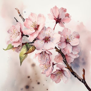 Premium Japanese Sakura - Cherry Blossom Watercolor Clipart - 8 High ...